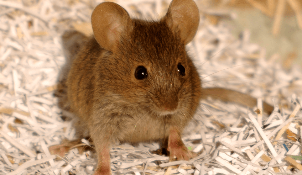 Mice Identification & Control | Aruza